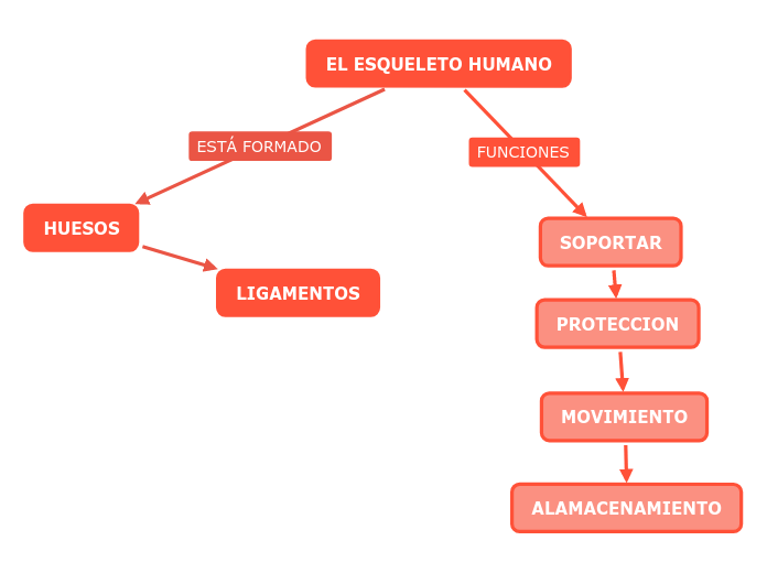 EL ESQUELETO HUMANO - Mind Map
